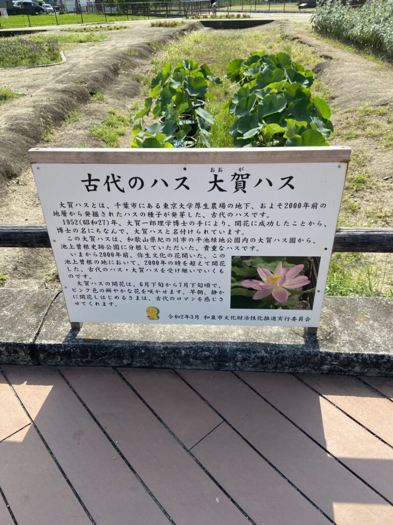 Visiting Yayoi period (300 BCE – 250 CE)・Museum of Yayoi Culture ...